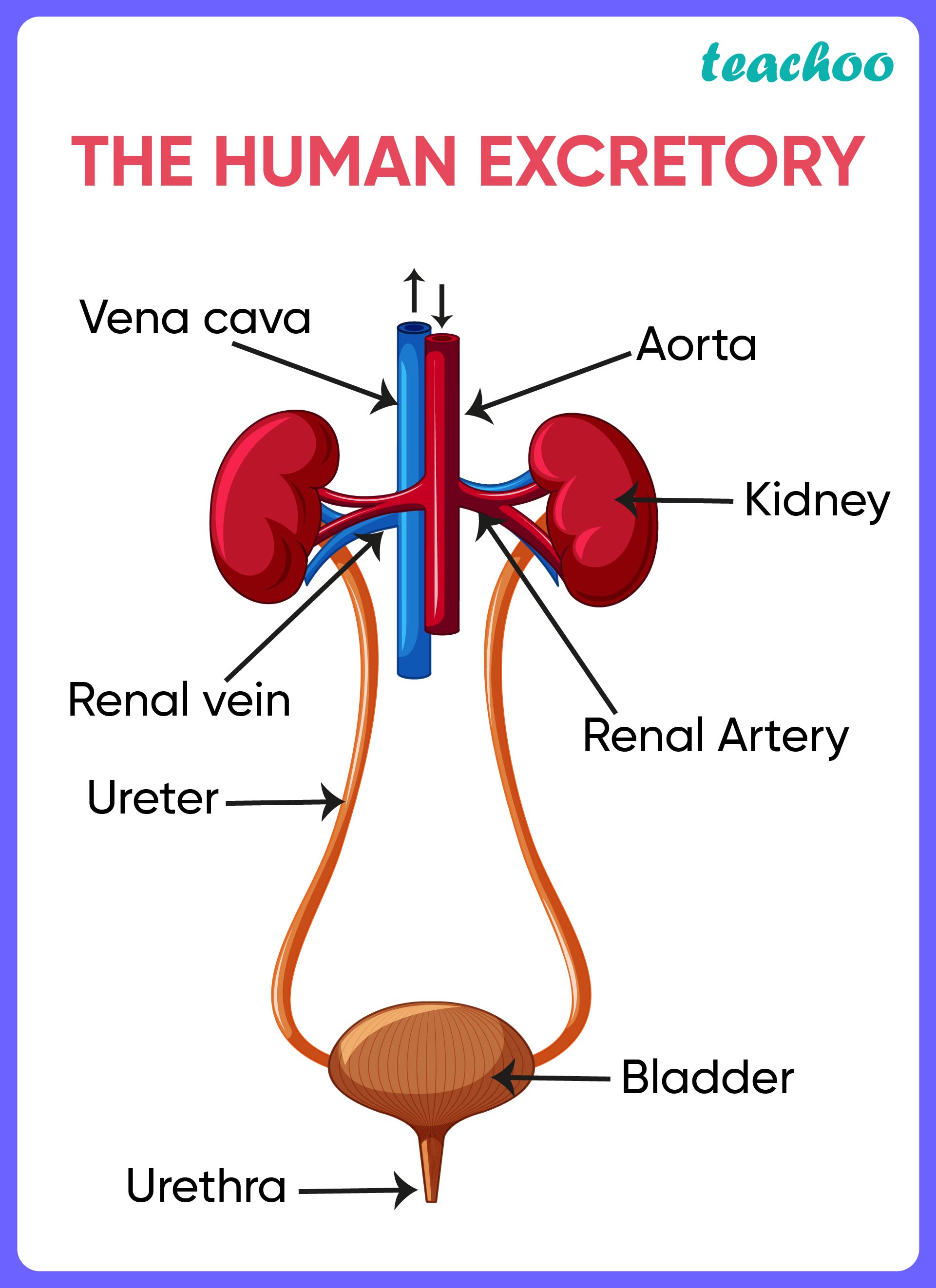 Human Excretory System Diagram Process And More Teachoo